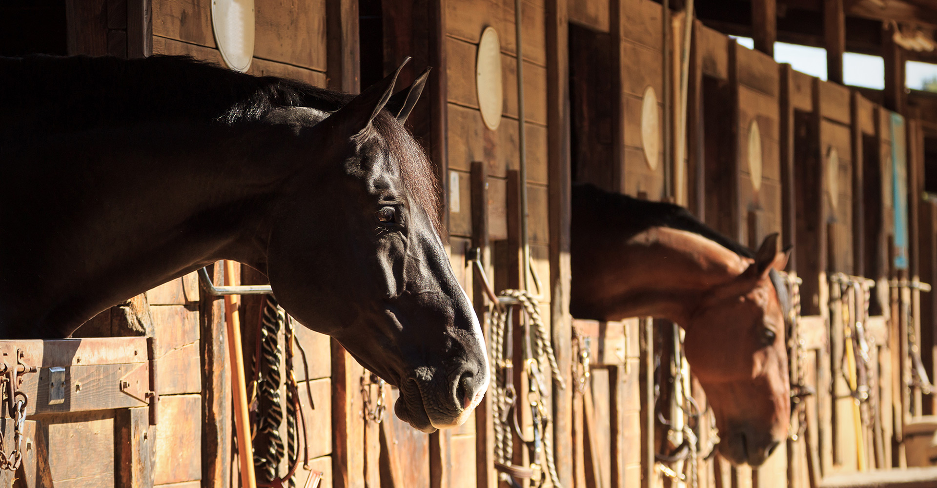 Texas Horse Auctions: What to Expect At Your First Horse Auction (Sellers)