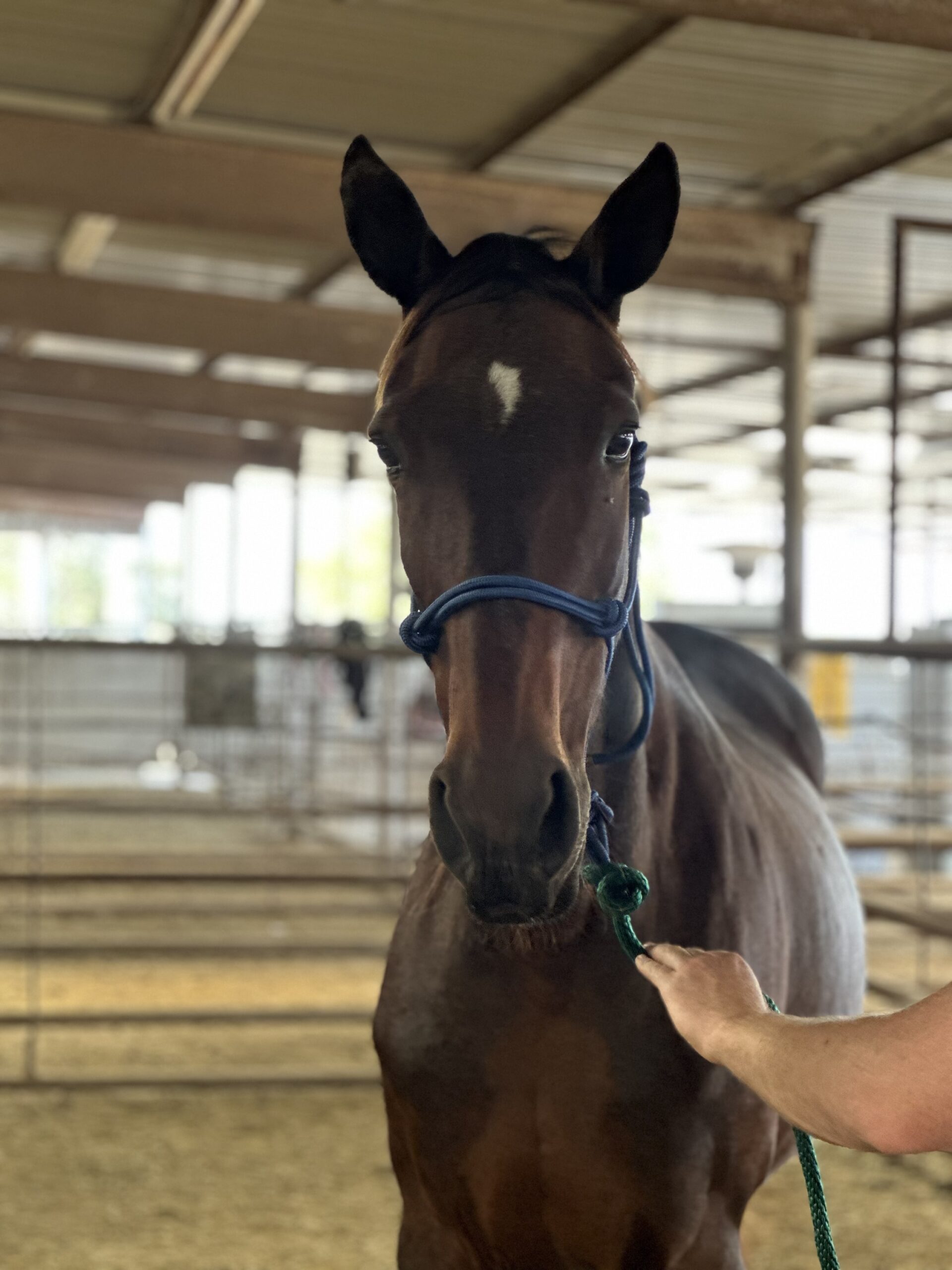 O’Dwyer Horses - Bowie Livestock Sale Barn