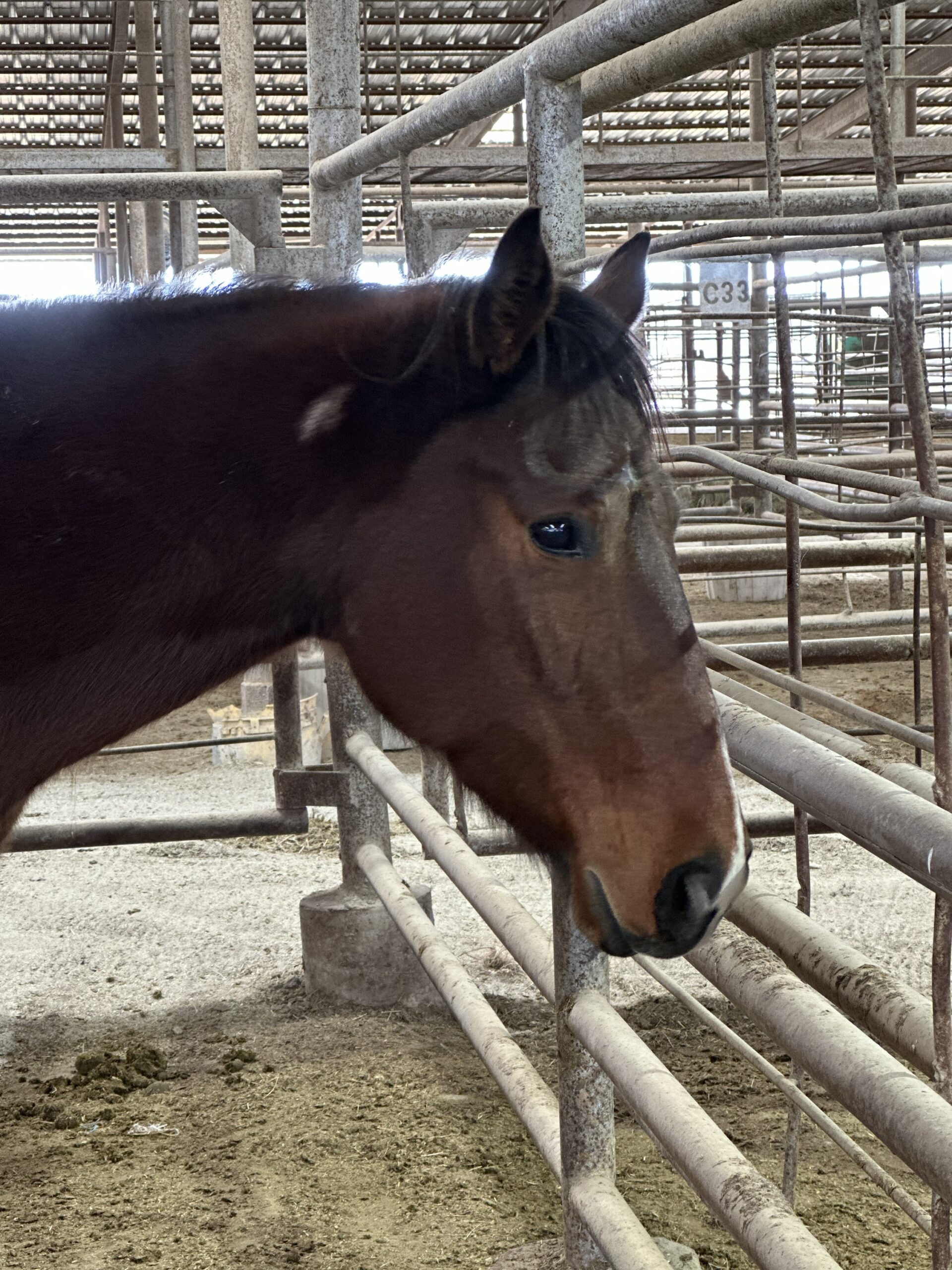 6302 Nice Young Filly - Bowie Livestock