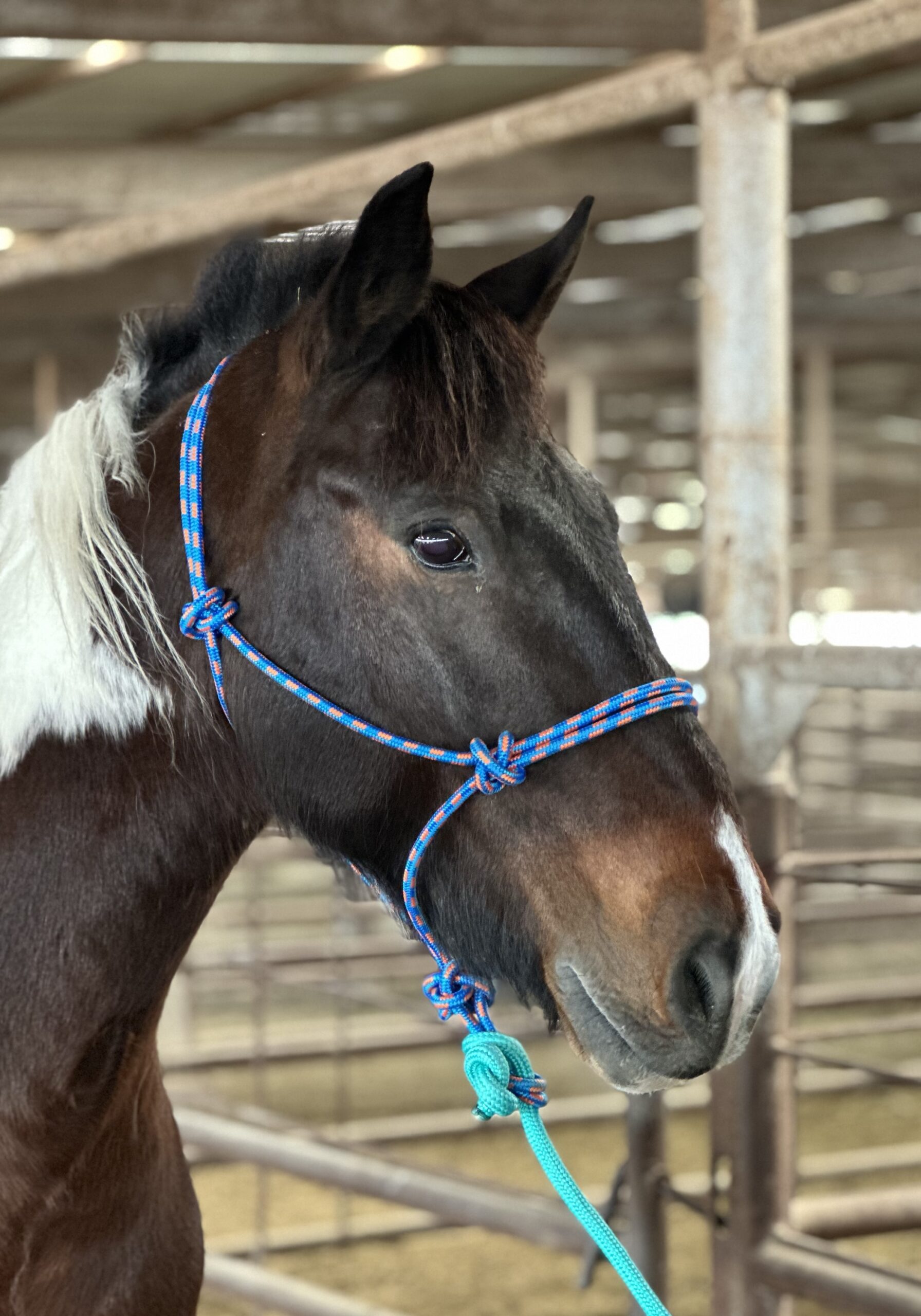 6339 Gypsy Cross Paint Gelding - Bowie Livestock