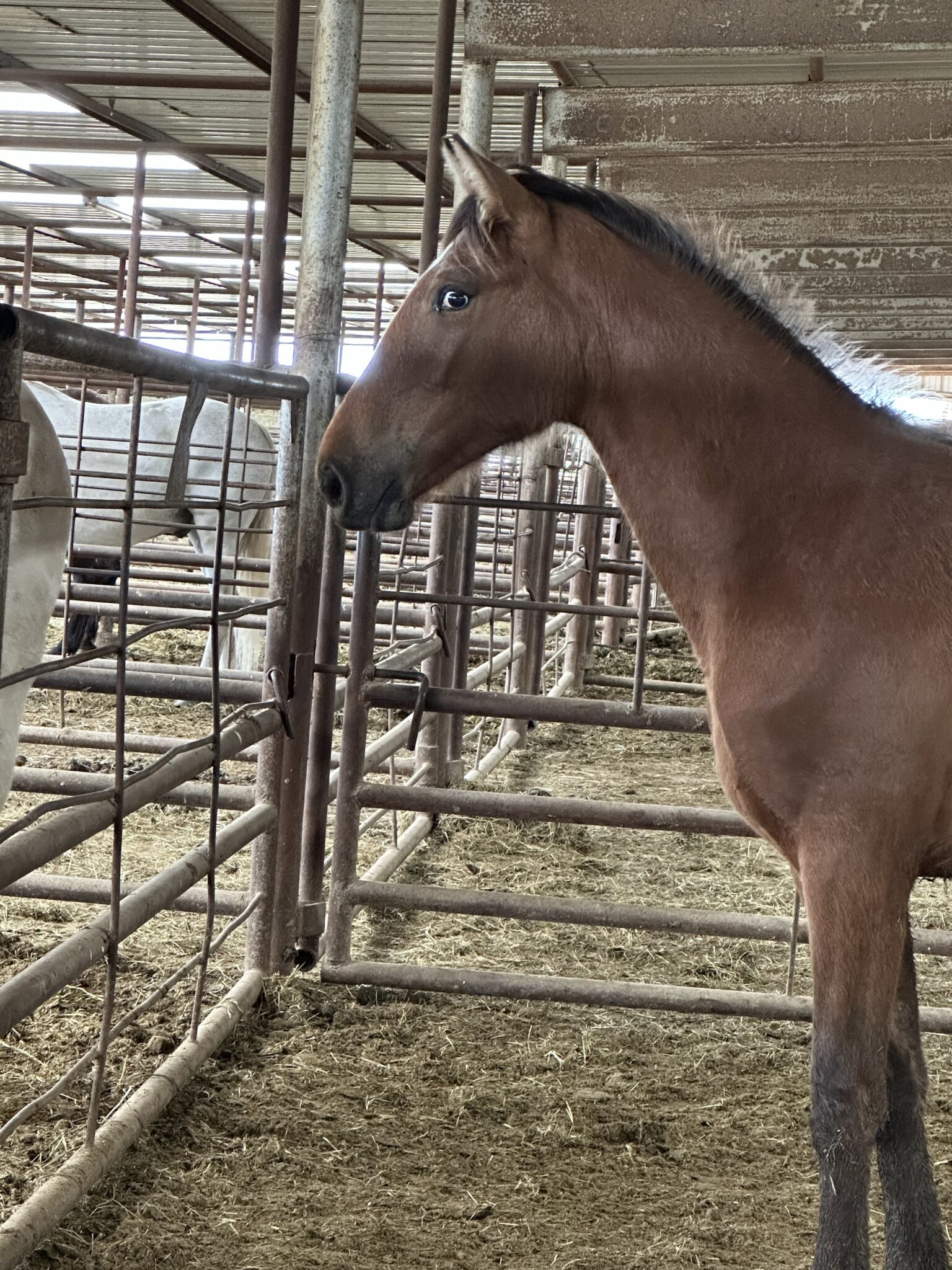 7167 Nice Crossbred Filly - Bowie Livestock