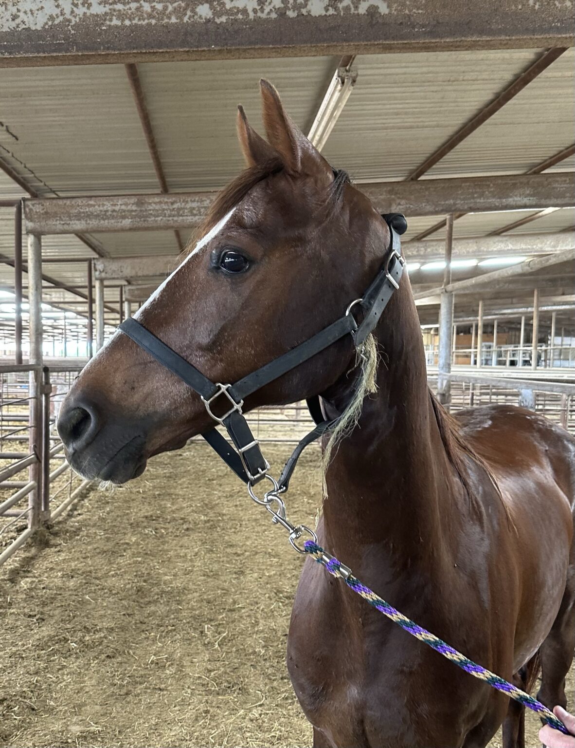 7340 Nice Quiet Trail Kentucky Mtn Mare - Bowie Livestock