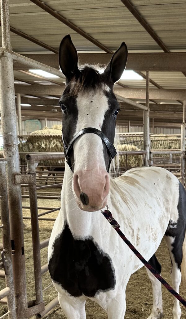 7342 Fancy Spotted Paint Mare - Bowie Livestock