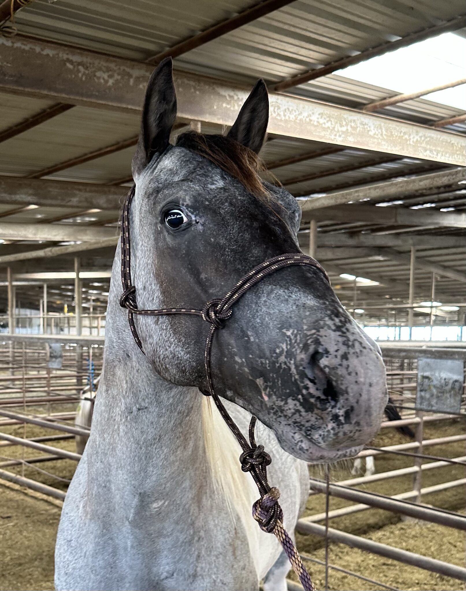 7365 Really Broke 3yr old Pintaloosa Gelding - Bowie Livestock