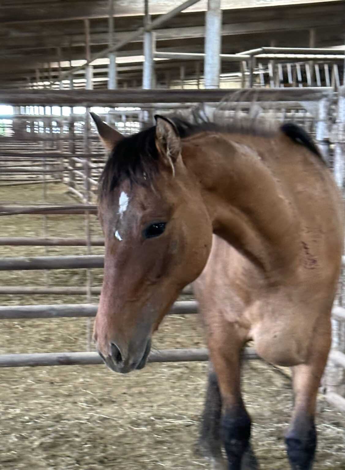 7469 Pretty Dun Filly - Bowie Livestock