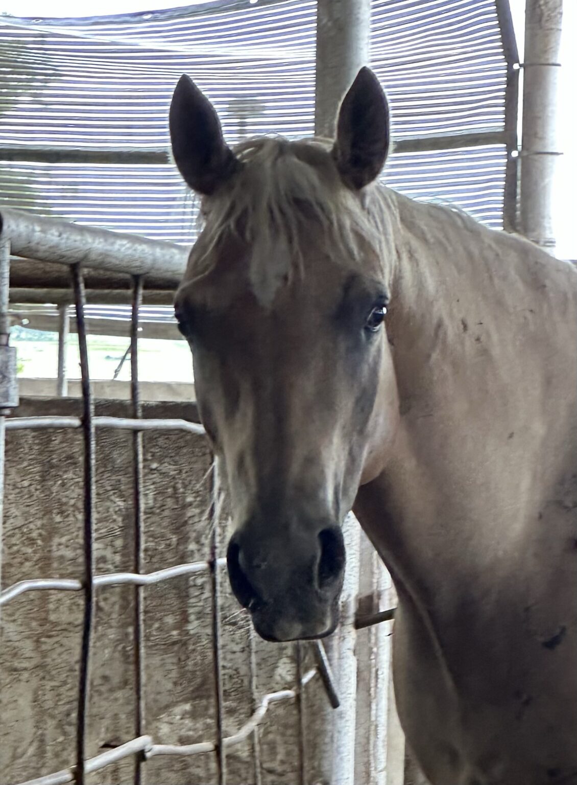 7471 Good Looking Exposed Mare - Bowie Livestock