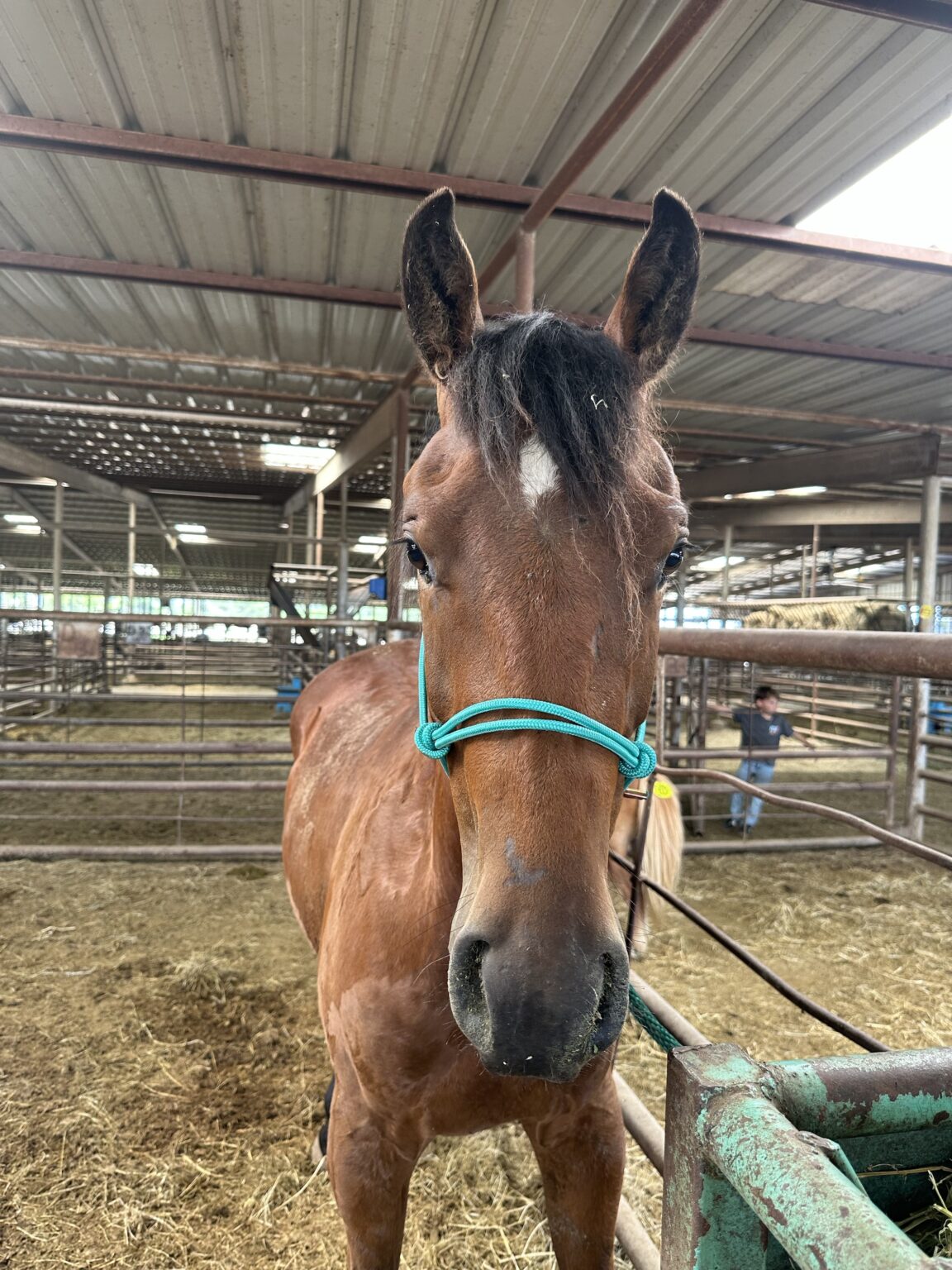 7477 Registered AQHA Bay Gelding “FlyN C Doolin King” - Bowie Livestock