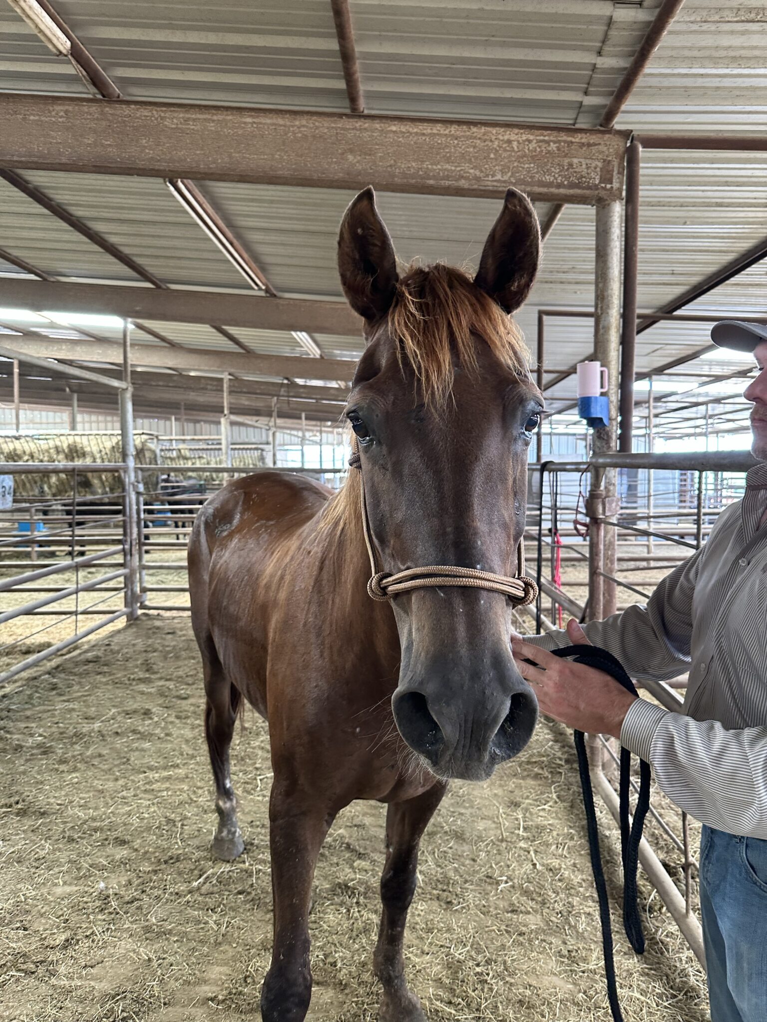 7479 Nice Quiet Mare - Bowie Livestock
