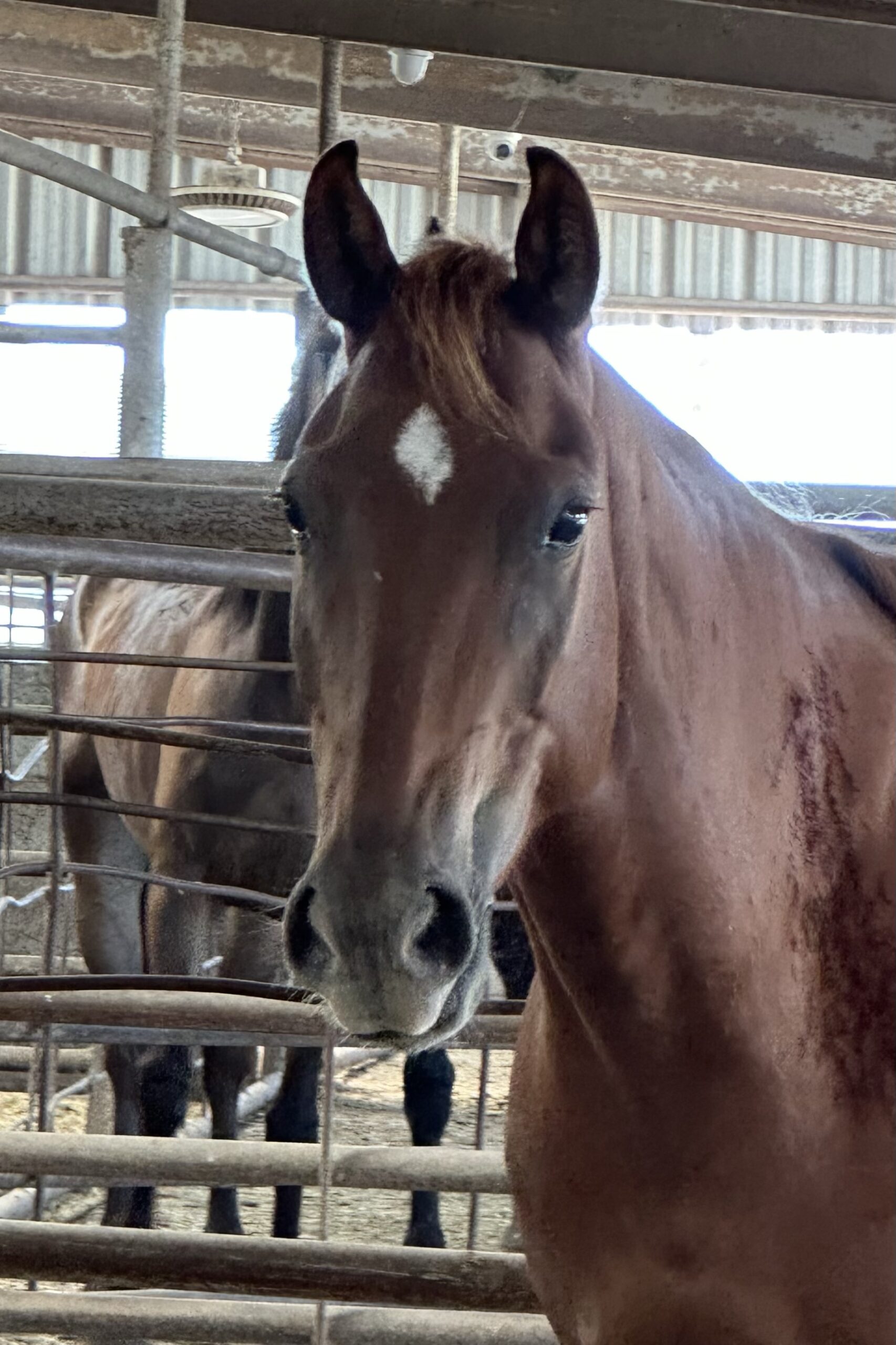7480 Good Shapey Mare - Bowie Livestock