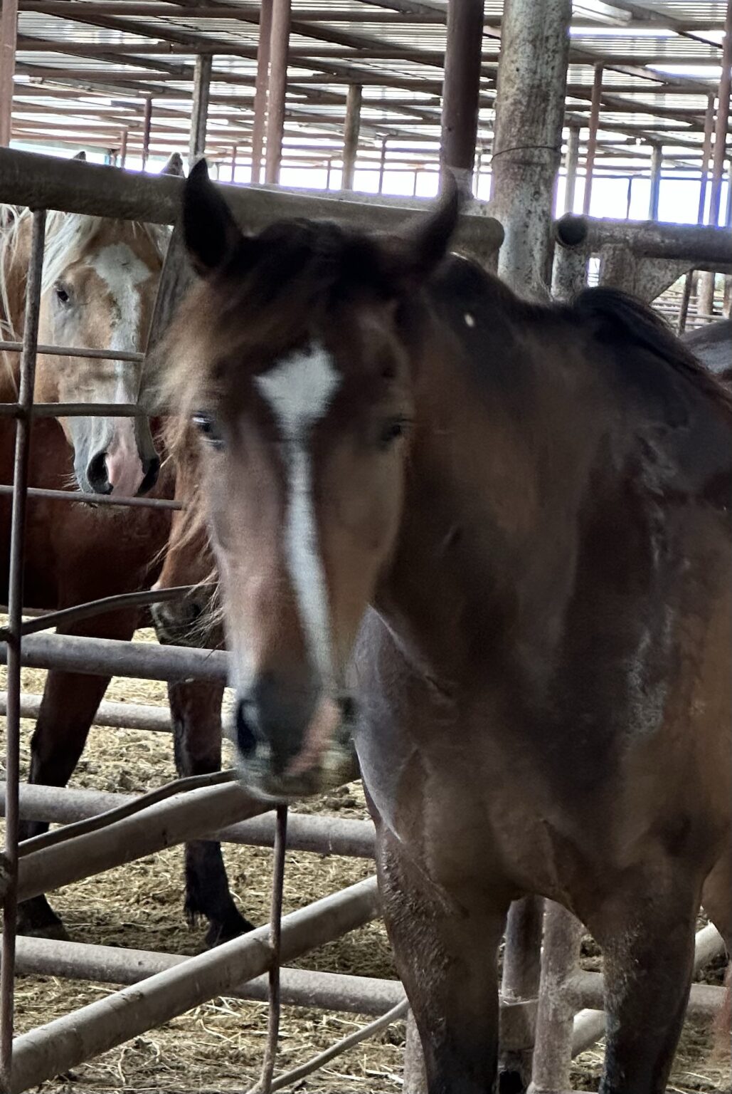 7482 Good QH Mare - Bowie Livestock