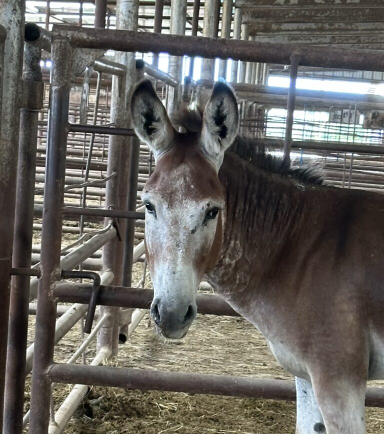 7498 Nice Jack Donkey - Bowie Livestock